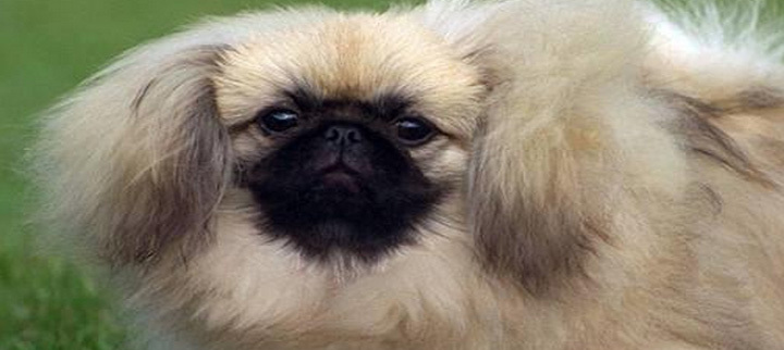 Pequinês :: Canil Dogflar